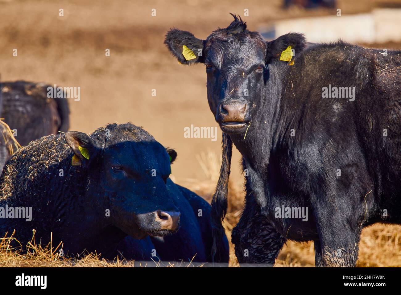 Shiny black cows hi-res stock photography and images - Alamy