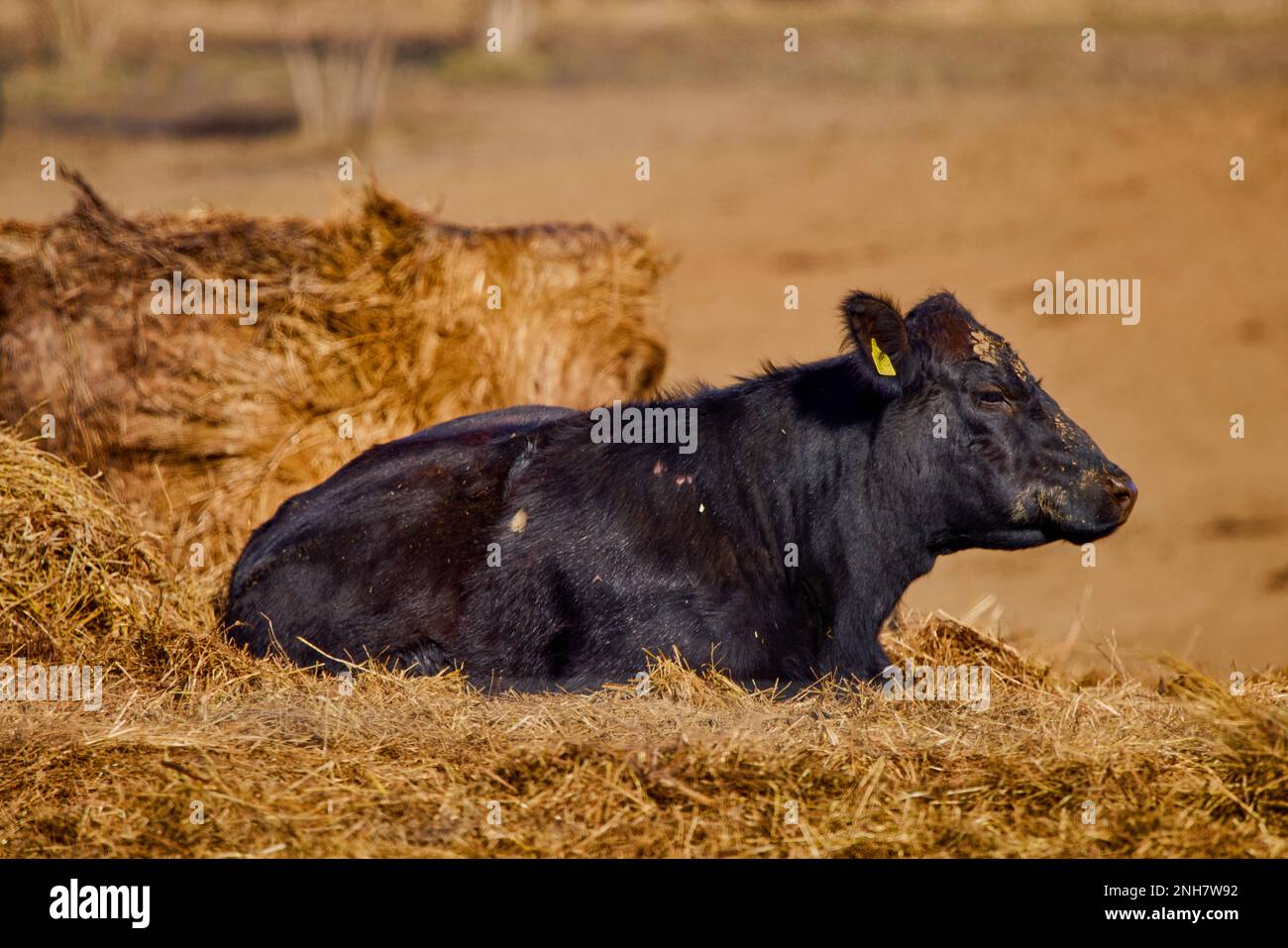 Shiny black cows hi-res stock photography and images - Alamy