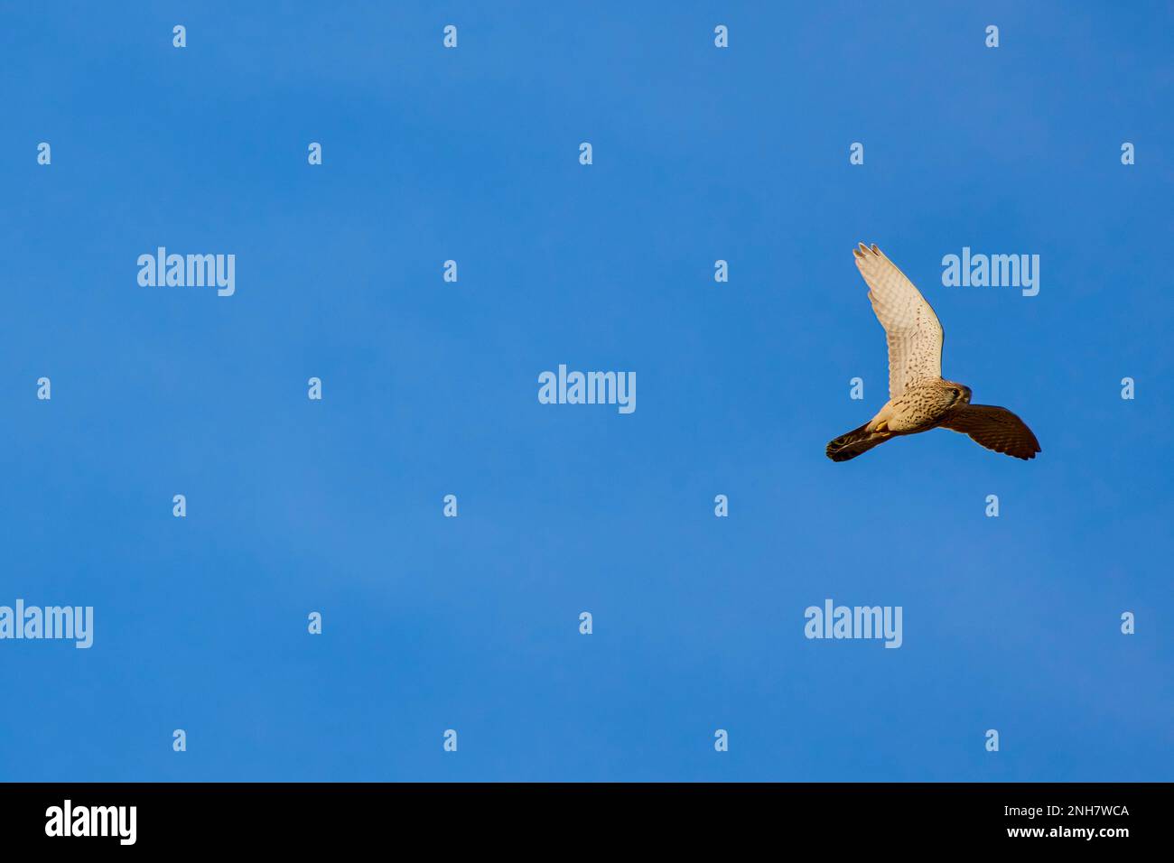 The winter hawk in flight in the blue sky, is characteristic of low ...