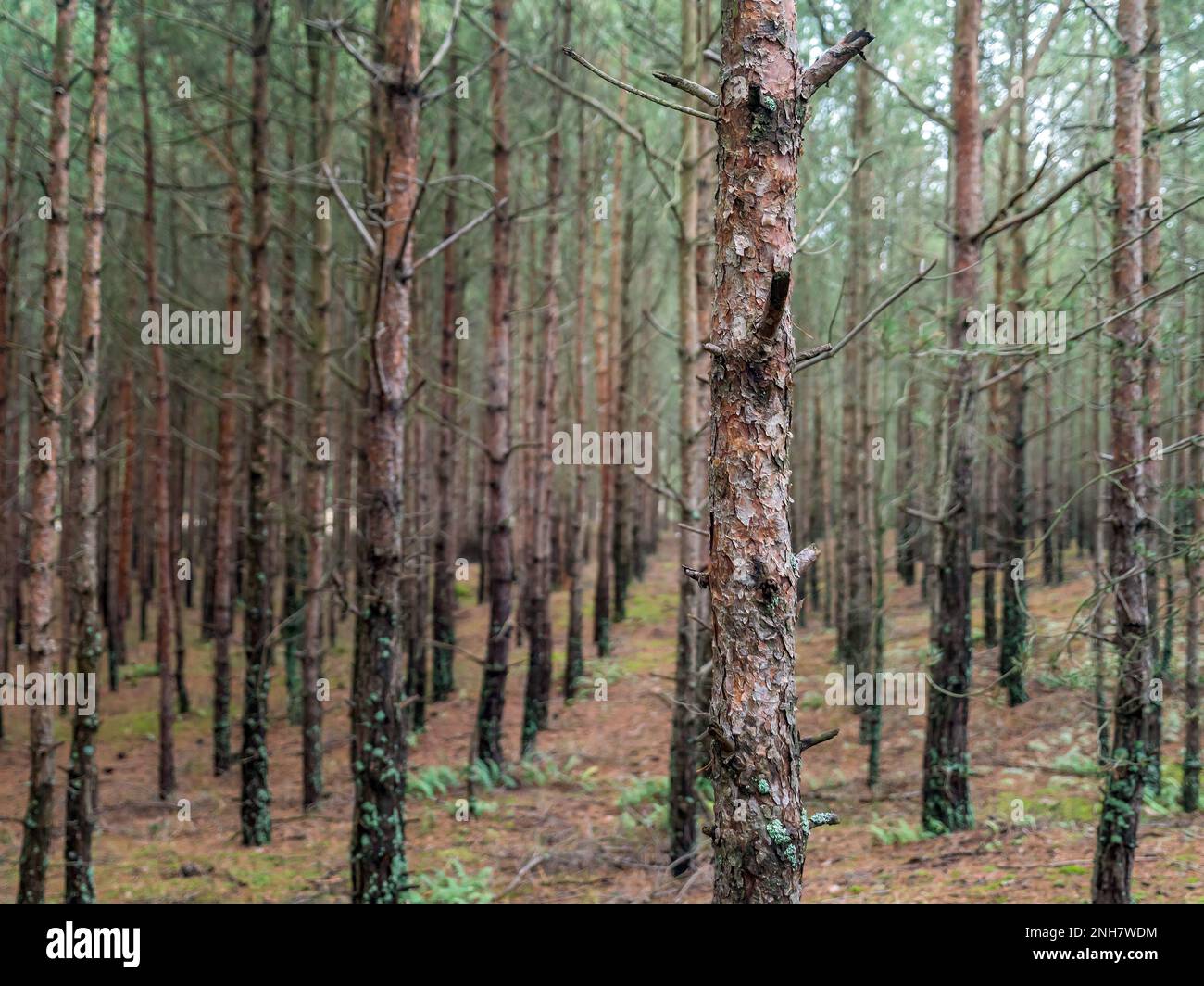 Rows of young spruce trees, Hel Peninsula, Poland Stock Photo - Alamy