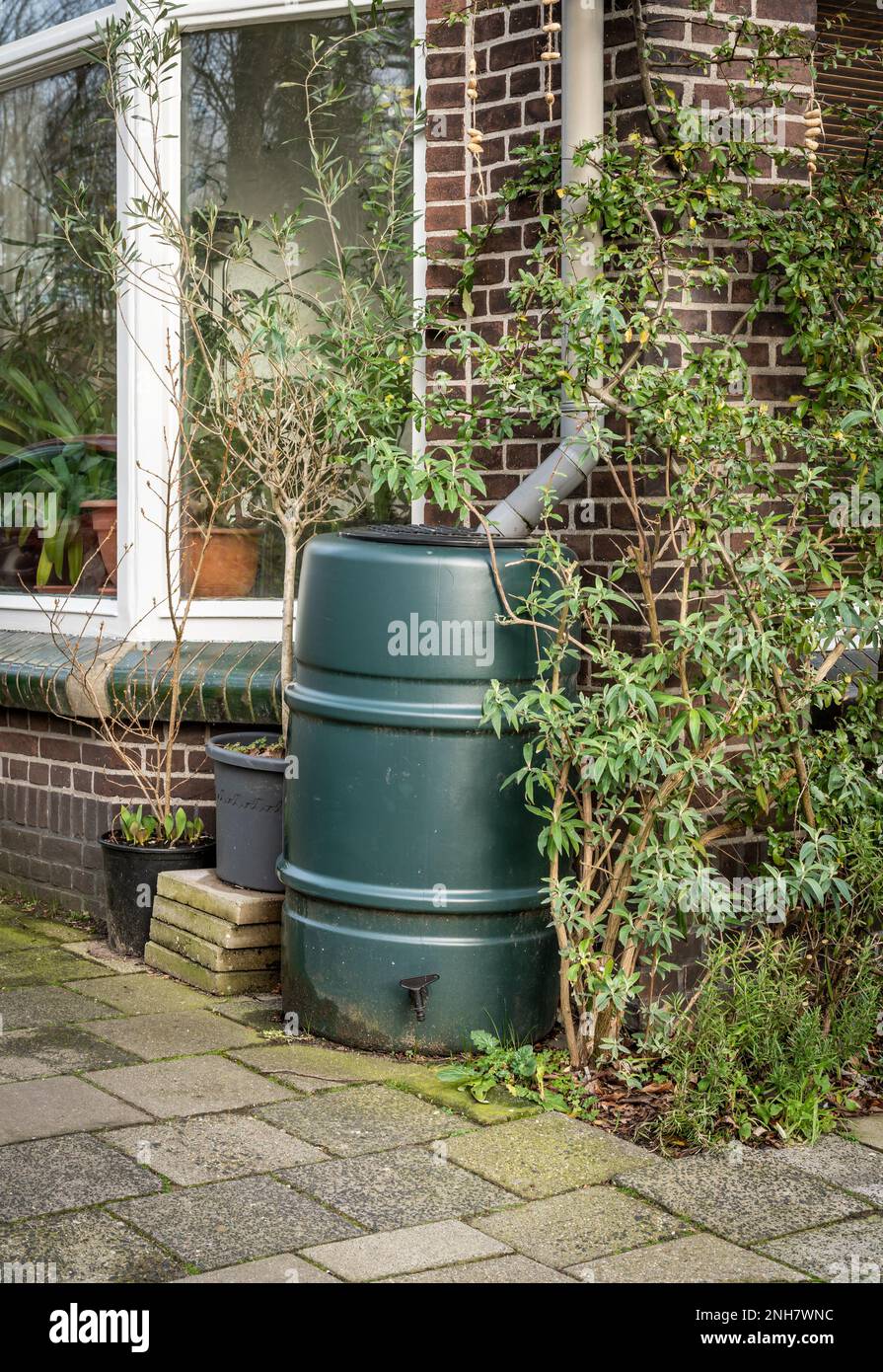 Rain barrel for rainwater harvesting surrounded by pot plants in front ...