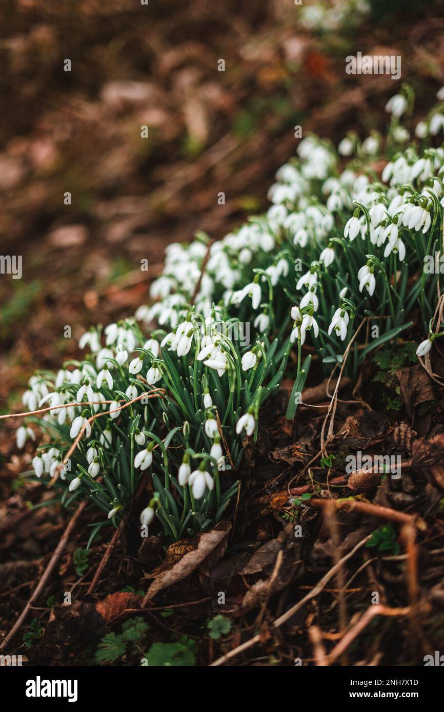 Galanthus nivalis, also called the snowdrop or common snowdrop Stock ...