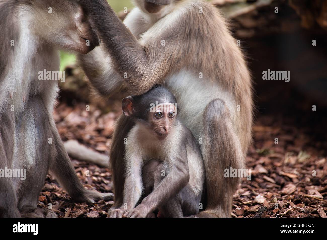 White crown manga baby hi-res stock photography and images - Alamy