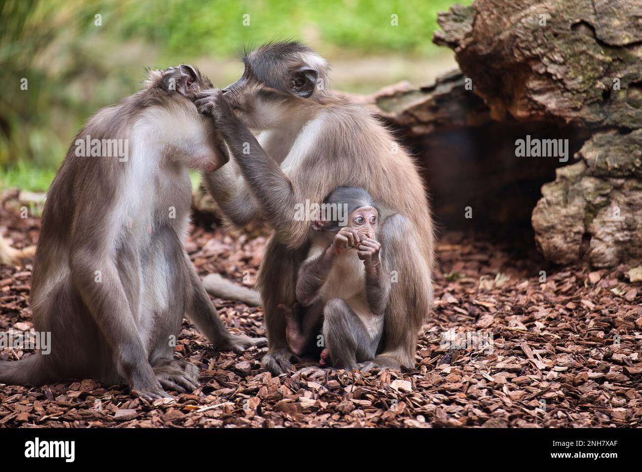 white-crowned manga family sitting together while the monkey mom lusts ...