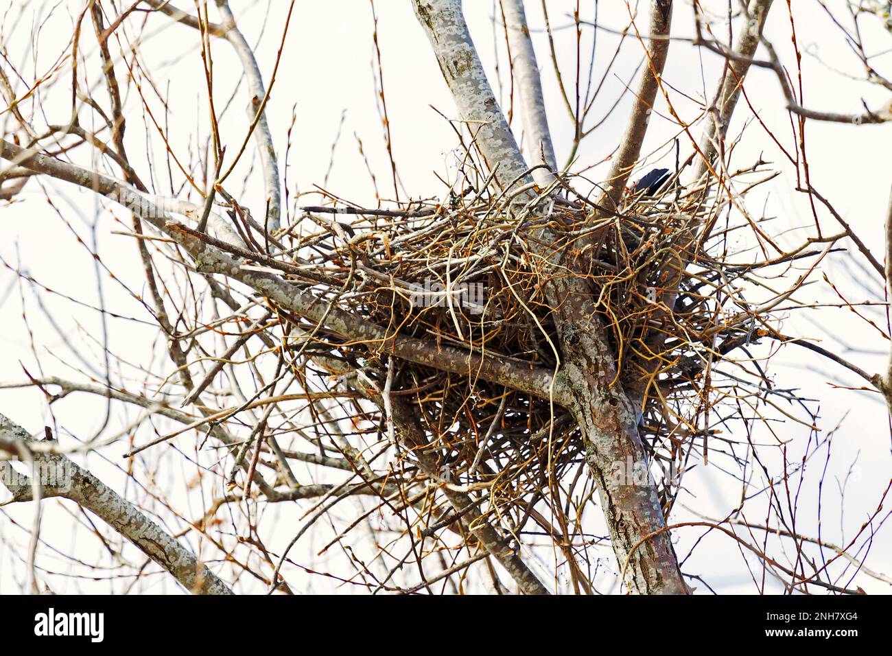 Hooded crow (Corvus cornix) nest on tree. The crow incubates eggs in ...