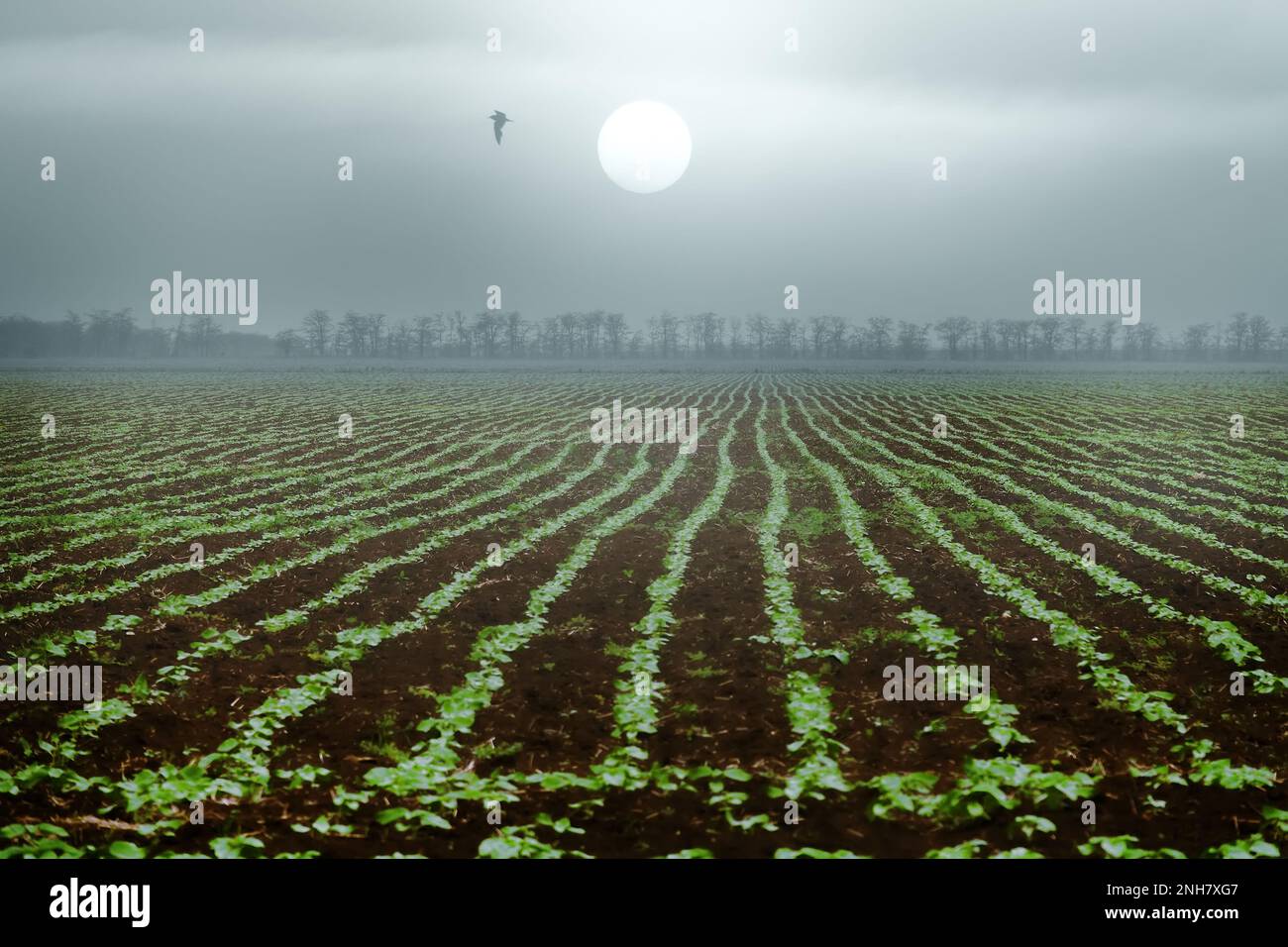 Seedlings on the sunflower field in a foggy spring day. Misty sun and ...