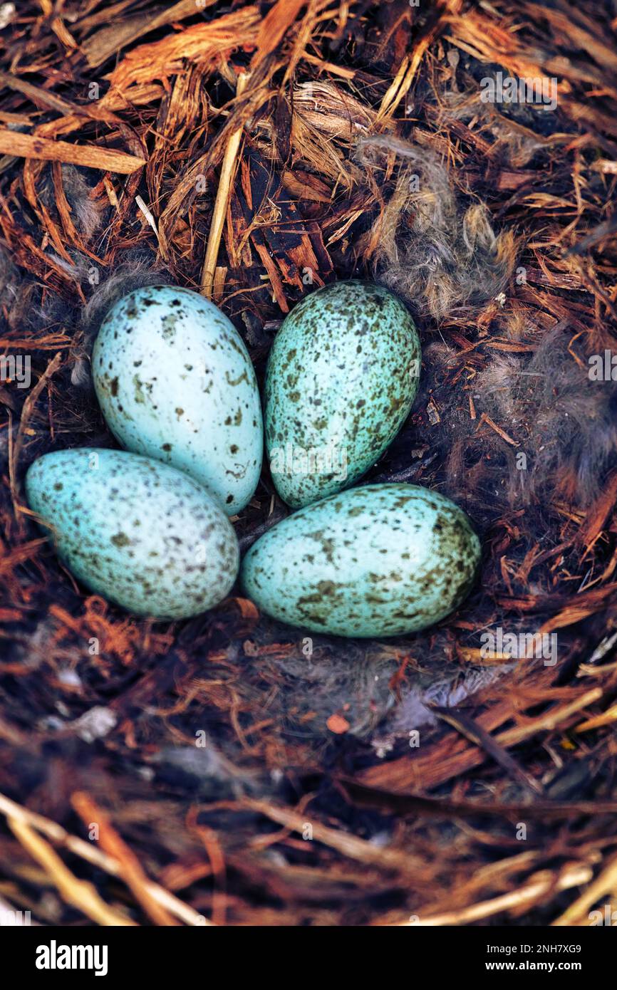 Nidology, study of birds nest. Hooded crow (Corvus cornix) nest. Clutch ...