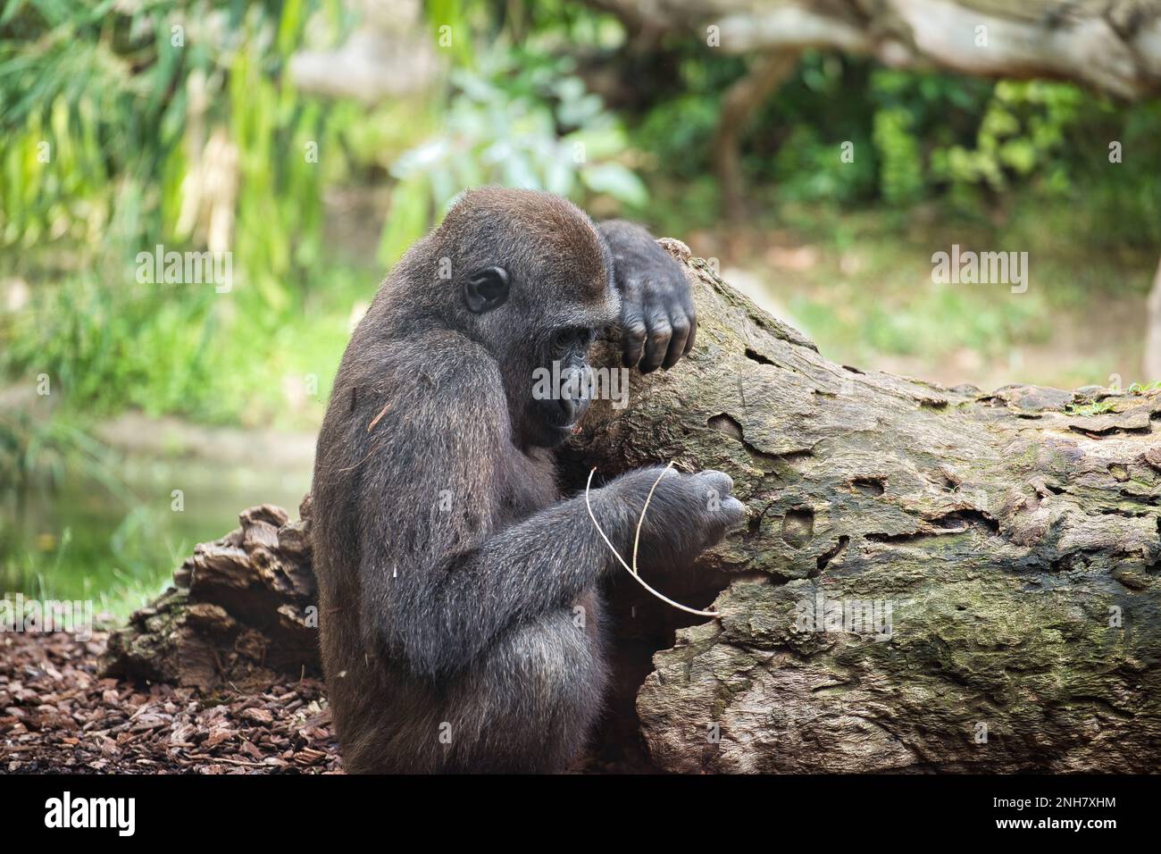 Young chimpanzee discovers with curiosity something at a tree trunk, in ...