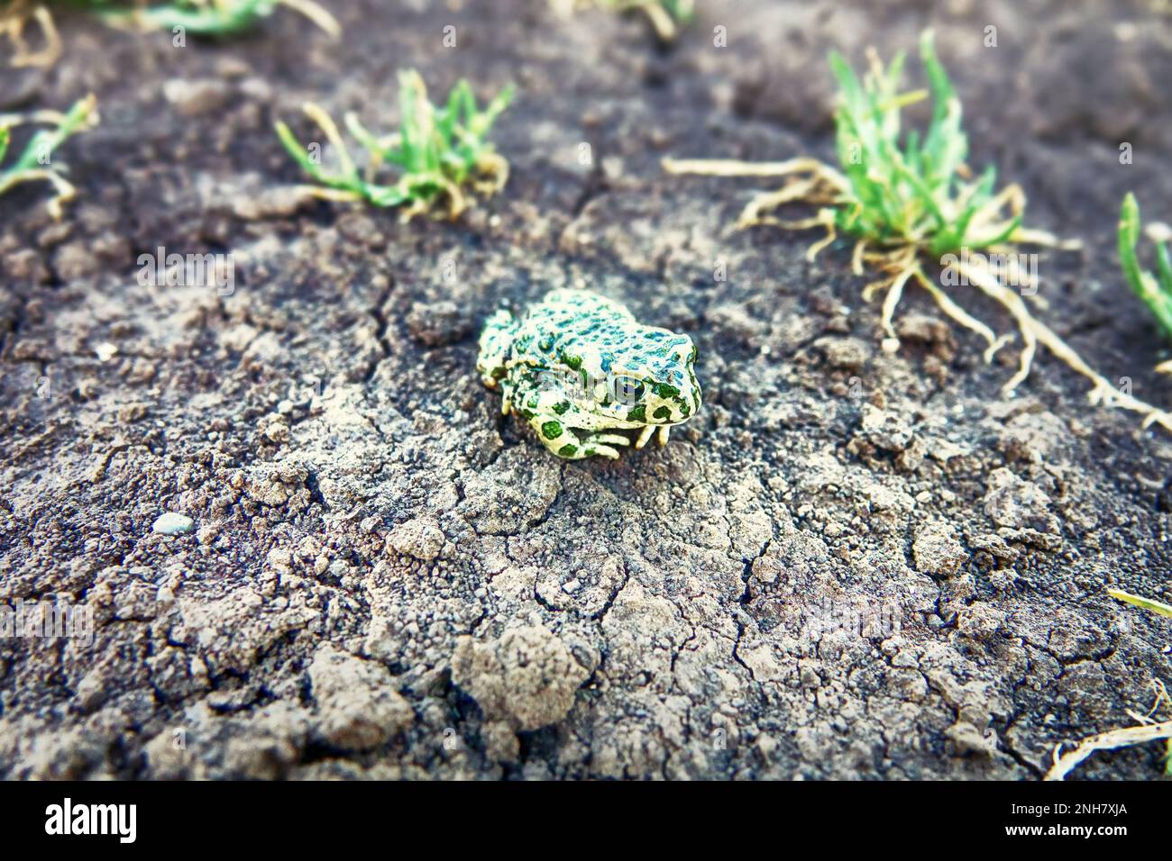 A young European green toad (Variable toad, Bufo viridis) on dry land ...
