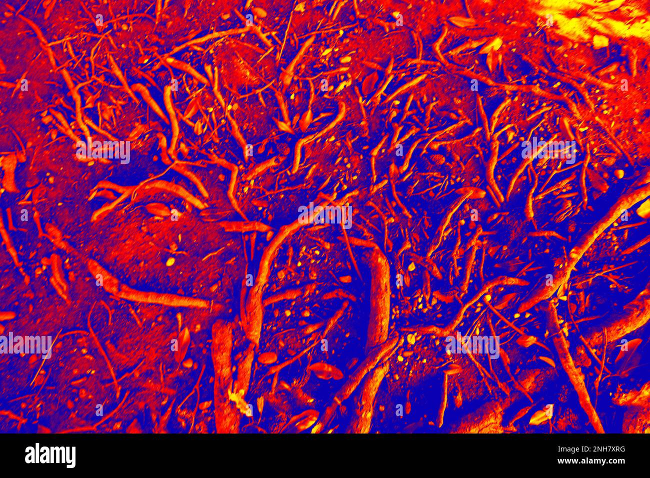 Broken roots background. Illustration of thermal image. The concept of ...