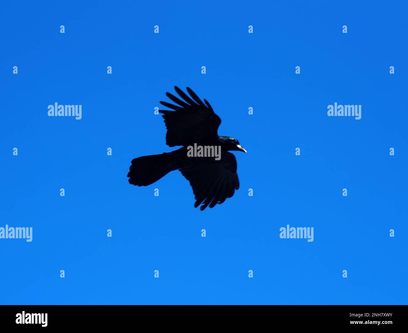 Indian Glossy Black Raven, House crow (Corvus splendens) in cities of ...