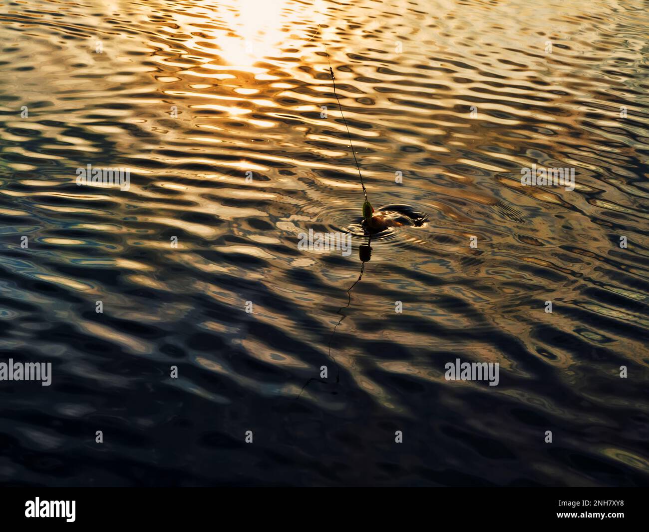 Fishing at sunset. Catching predatory fish on spinning. Sunset colors ...