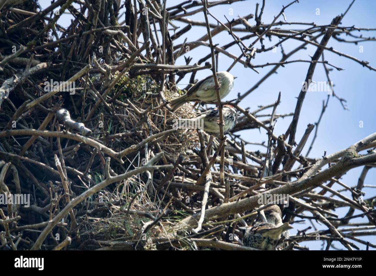 Spanish sparrows (Passer hispaniolensis) nest in rooks' nests, where ...