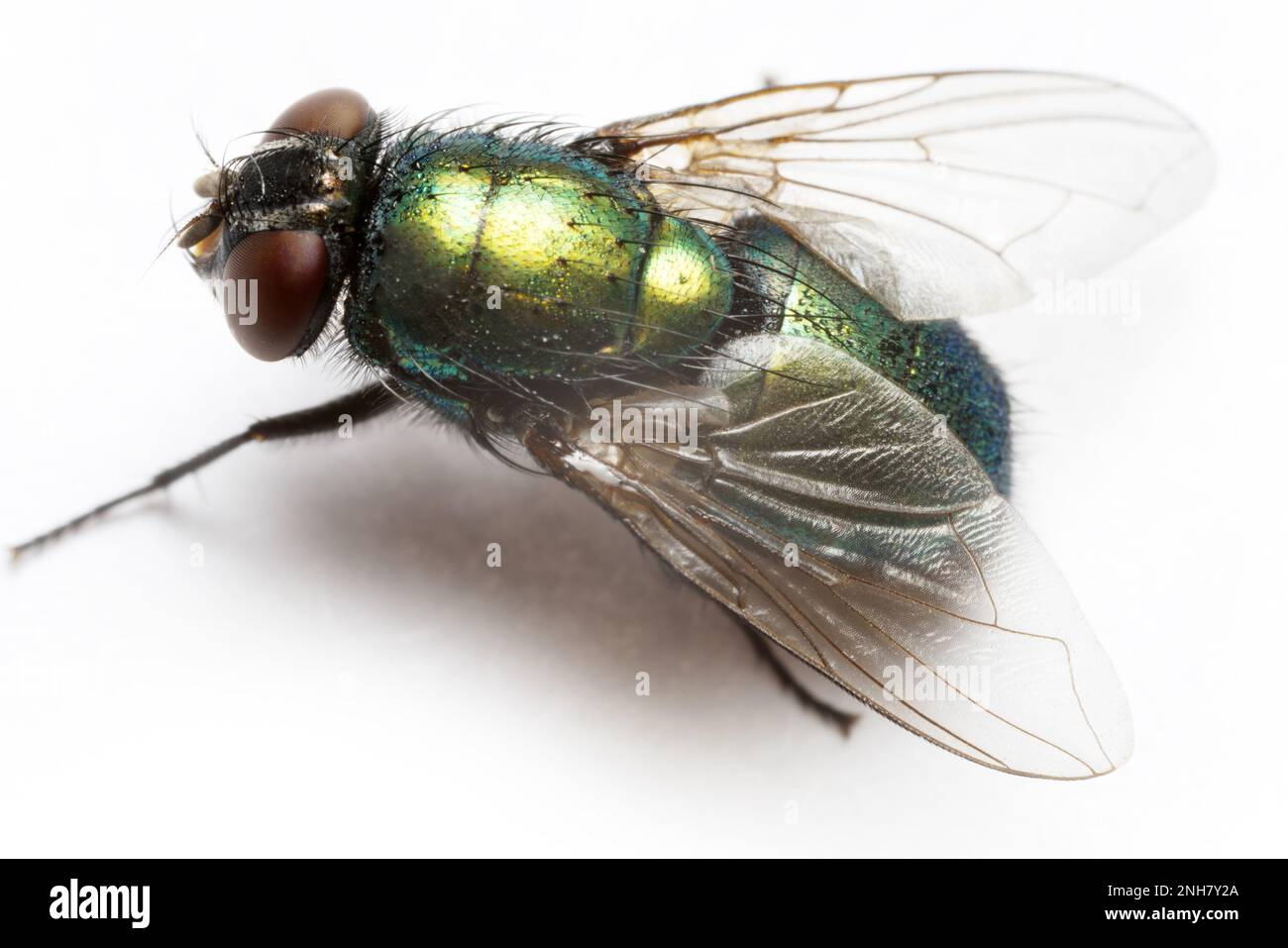 Latin name is Lucilia caesar - The ferocious and greedy fly that Homer ...
