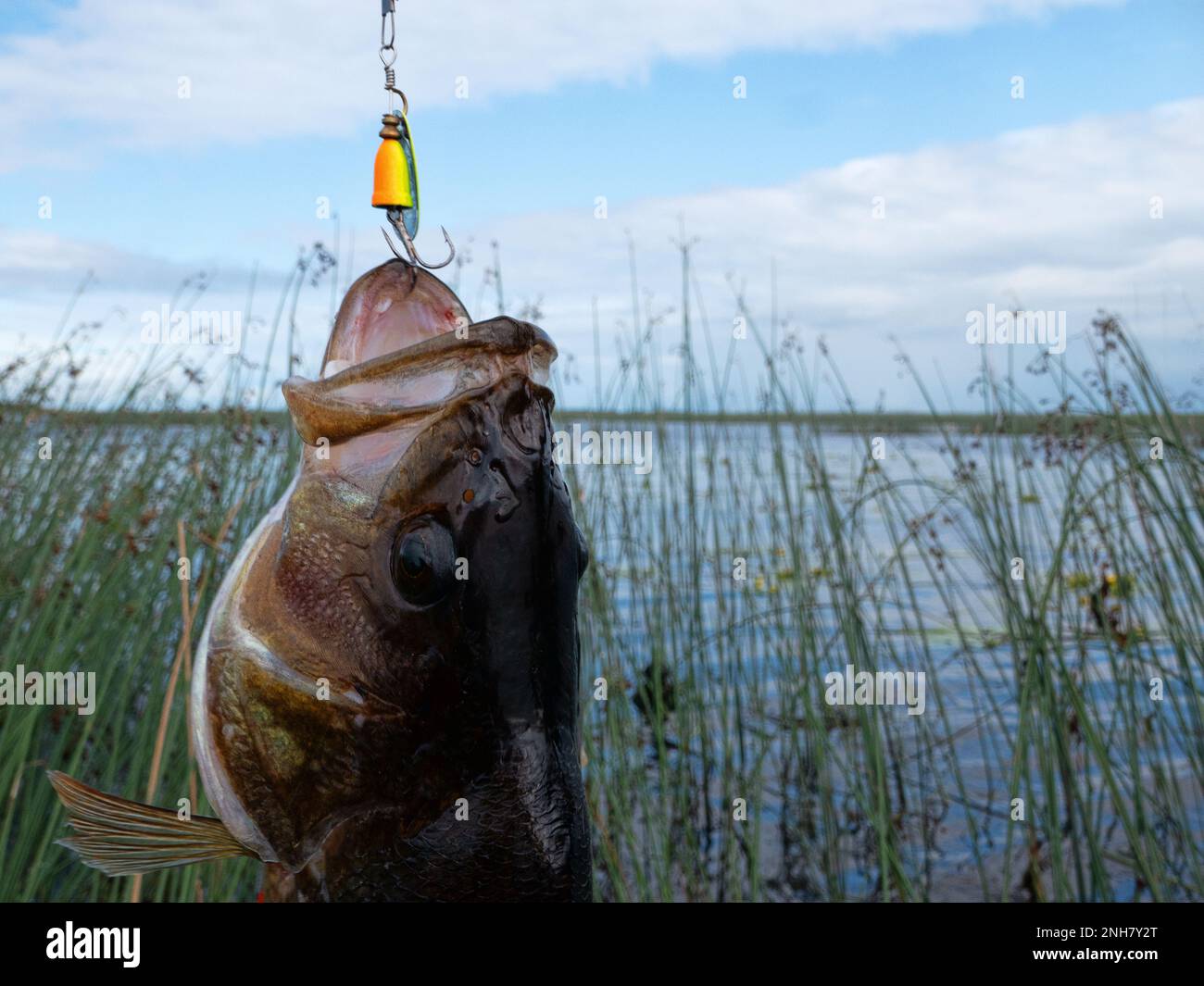 Trophy fishing. This European Perch (rivers perch) weighing 1.2 ...