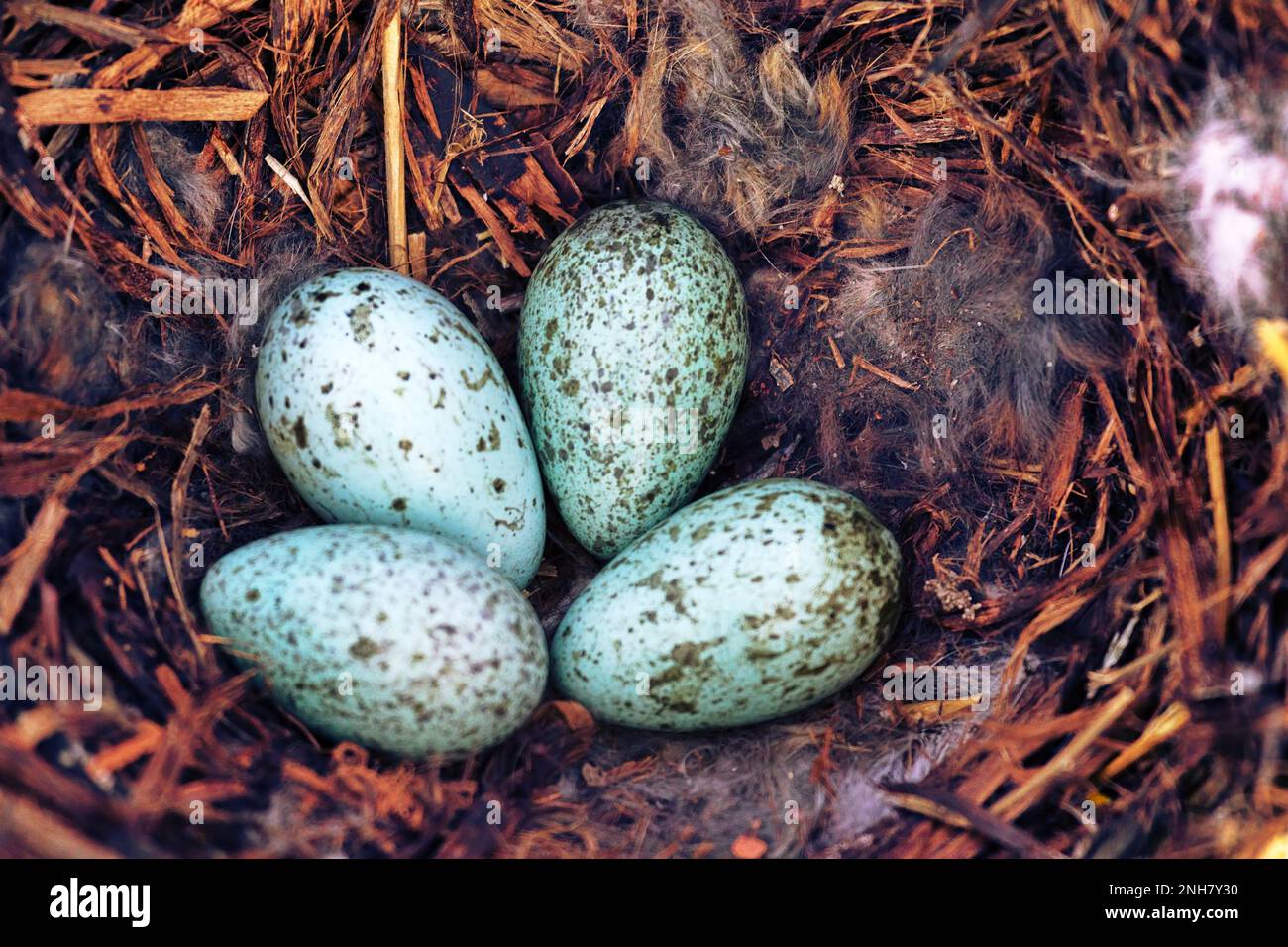 Nidology, study of birds nest. Hooded crow (Corvus cornix) nest. Clutch ...
