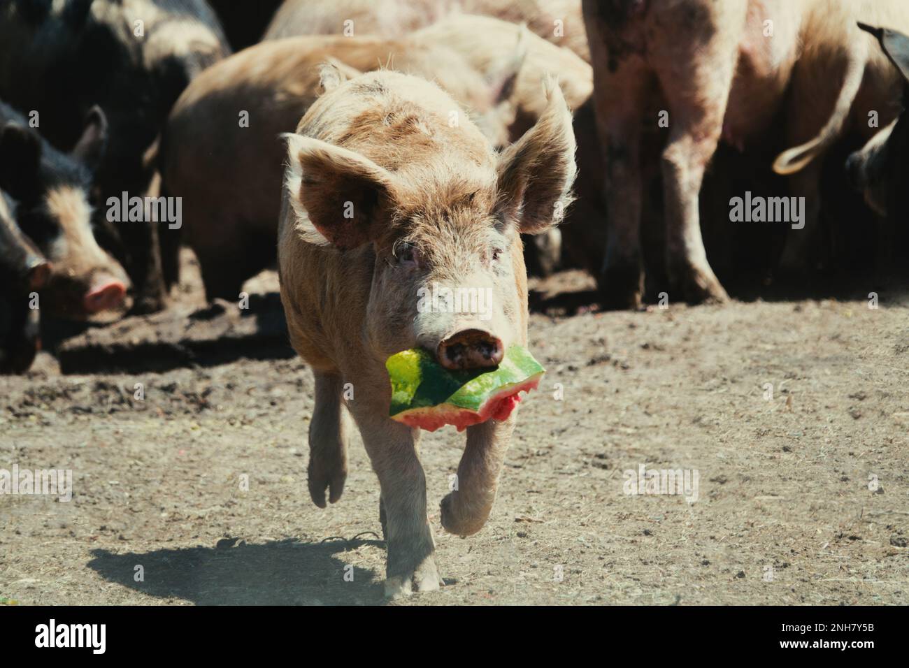 Universal pigs hi-res stock photography and images - Alamy
