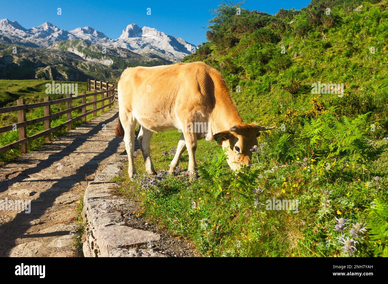 Asturian Mountain cattle cow sits on the lawn in a national park Stock ...