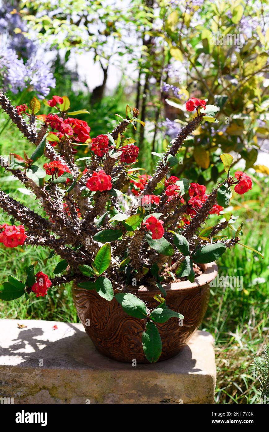 Christ thorn hi-res stock photography and images - Alamy