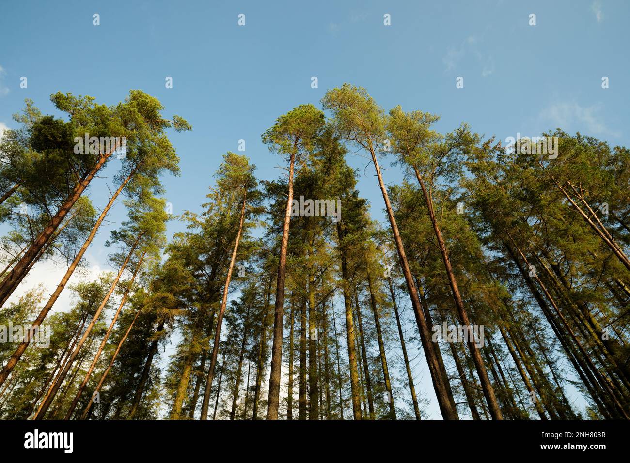 Sitka spruce trees in kielder hi-res stock photography and images - Alamy