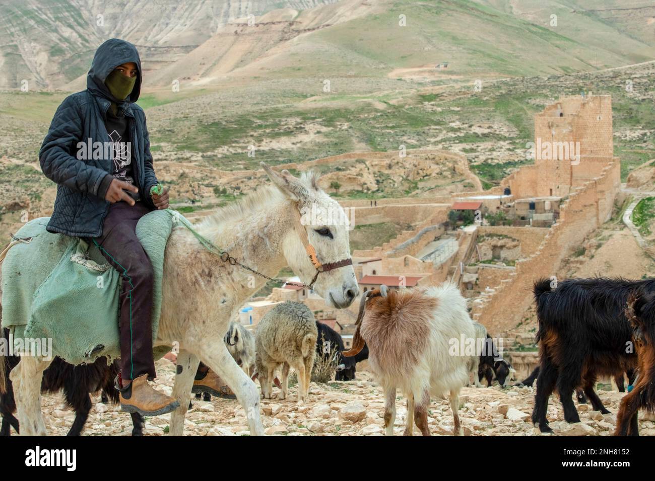 Bedouin shepherd and a herd of goats in the West Bank, Palestine at the ...