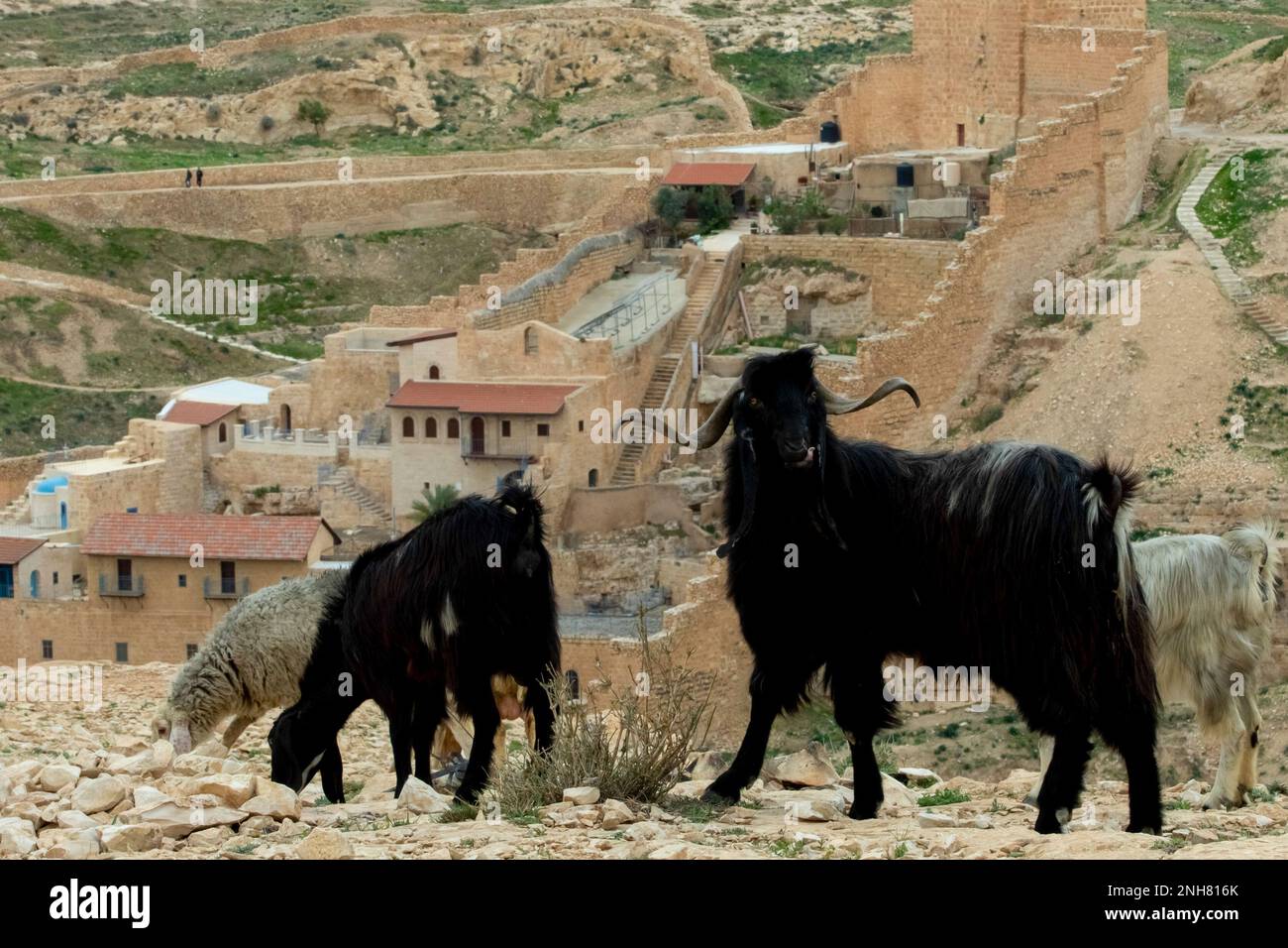 Bedouin shepherd and a herd of goats in the West Bank, Palestine at the ...