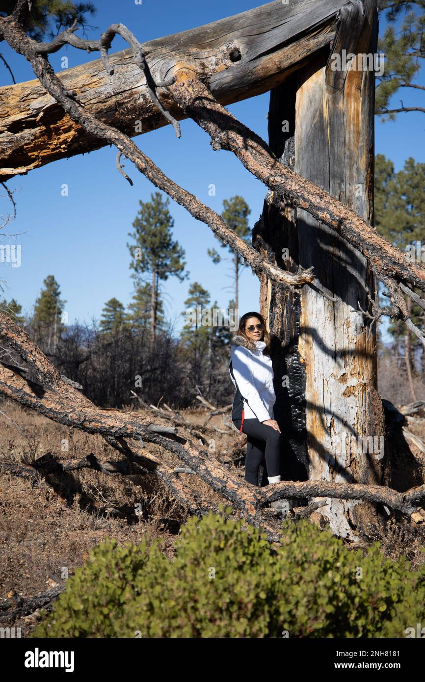 Hiking in a coniferous forest life zone, Zion National Park is an ...