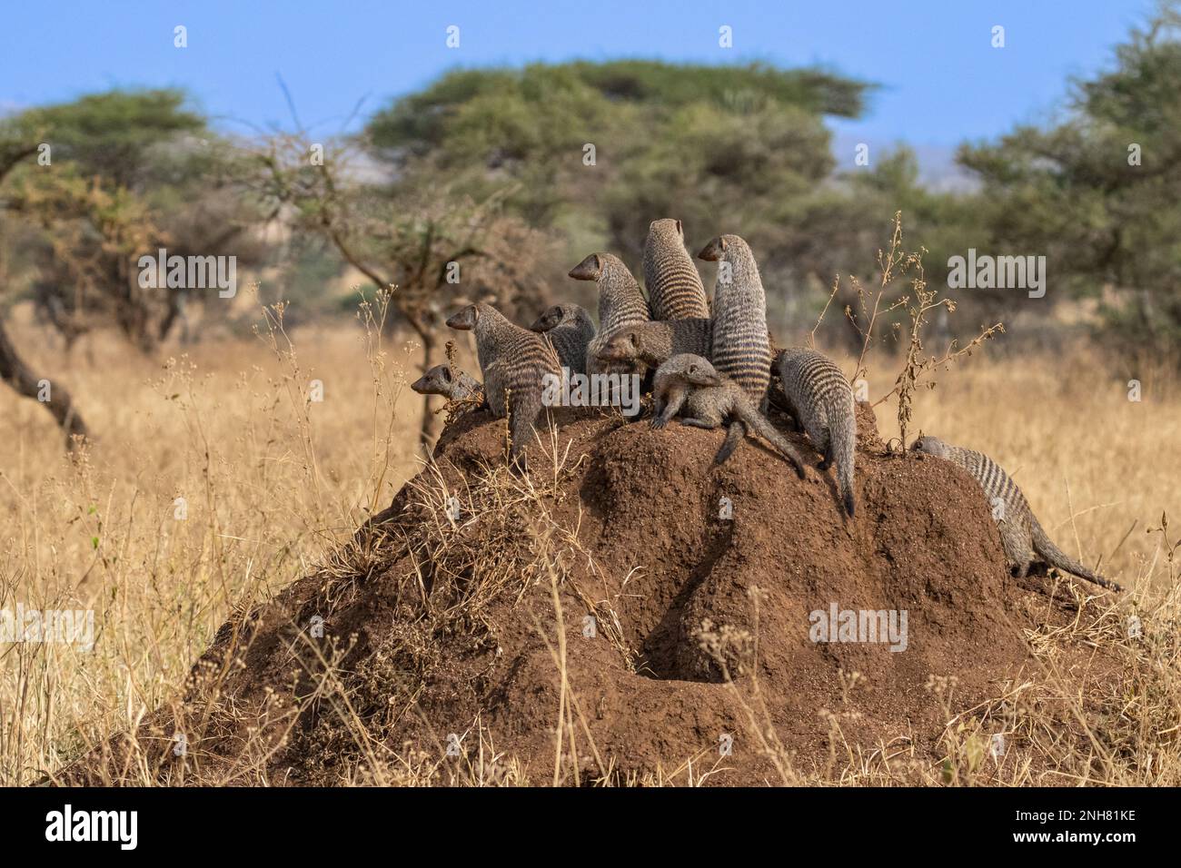 Banded mongoose (Mungos mungo). The banded mongoose is found throughout ...