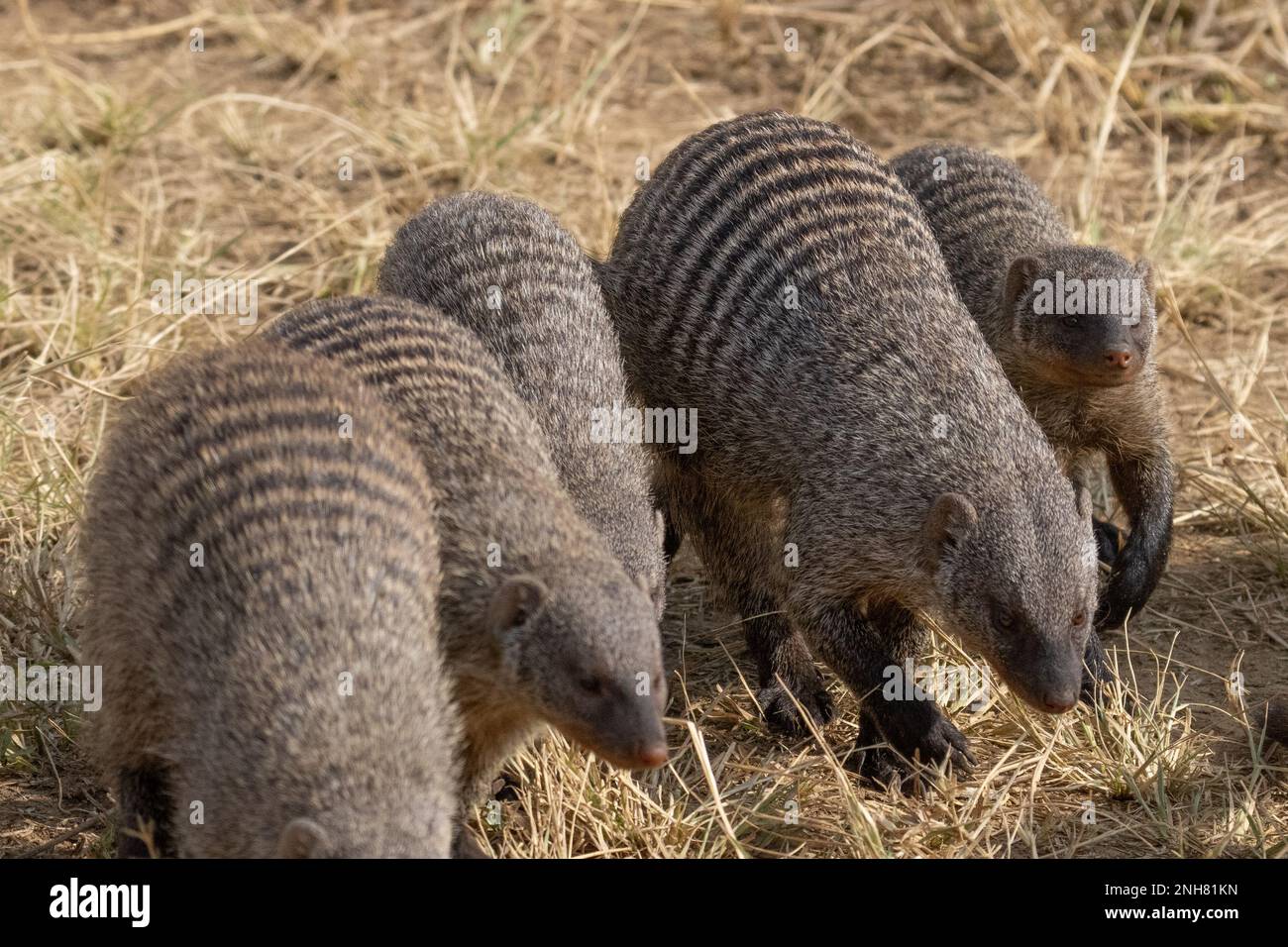 Banded mongoose (Mungos mungo). The banded mongoose is found throughout ...