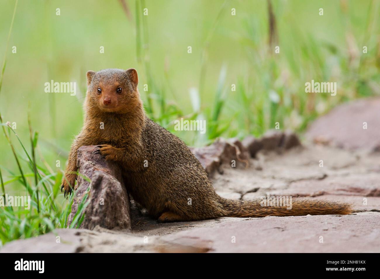 Mongoose living in termite mound hi-res stock photography and images ...