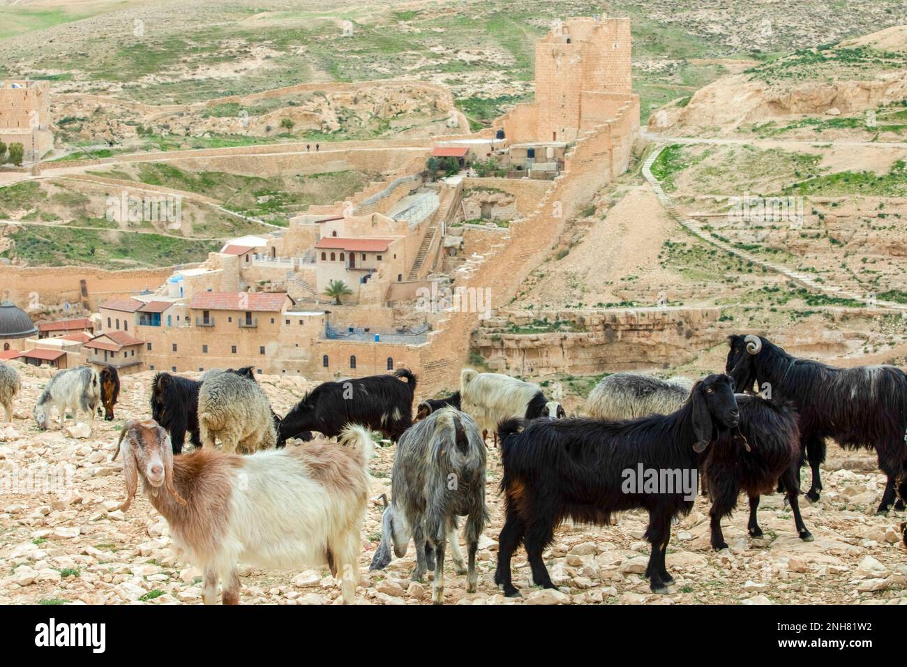 Bedouin shepherd and a herd of goats in the West Bank, Palestine at the ...