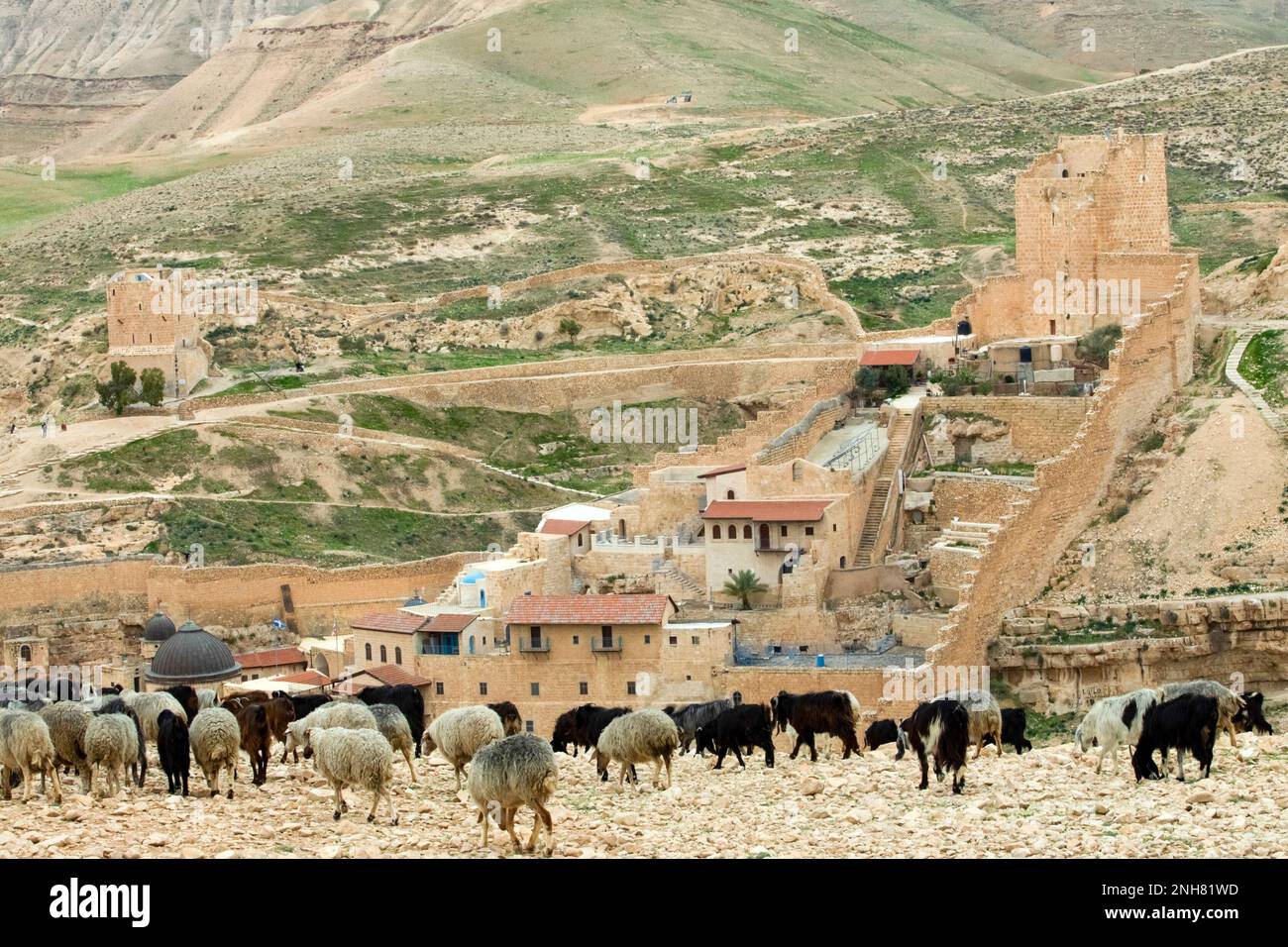 Bedouin shepherd and a herd of goats in the West Bank, Palestine at the ...