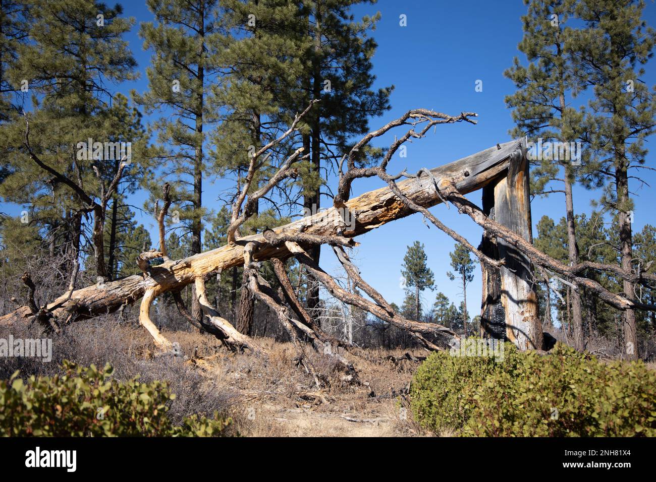 Hiking in a coniferous forest life zone, Zion National Park is an ...