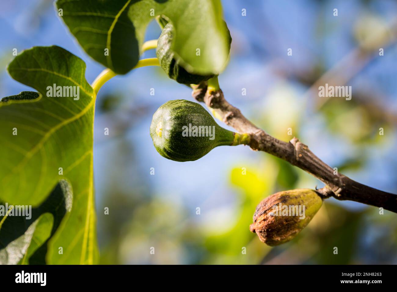 Ficus iyrata hi-res stock photography and images - Alamy
