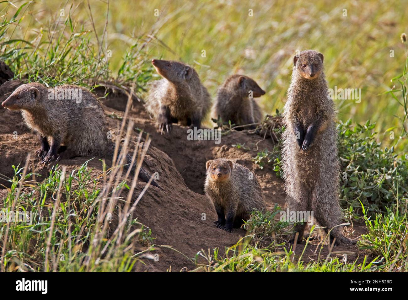 Banded mongoose (Mungos mungo). The banded mongoose is found throughout ...
