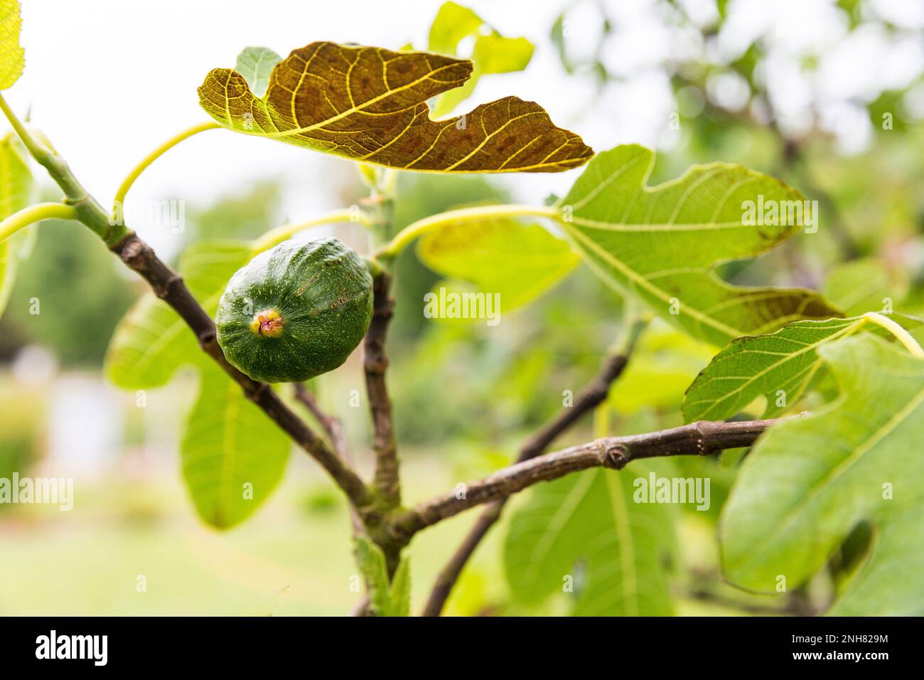 Fig flower tree disease. Dried small dark brown fig close to baby fresh ...