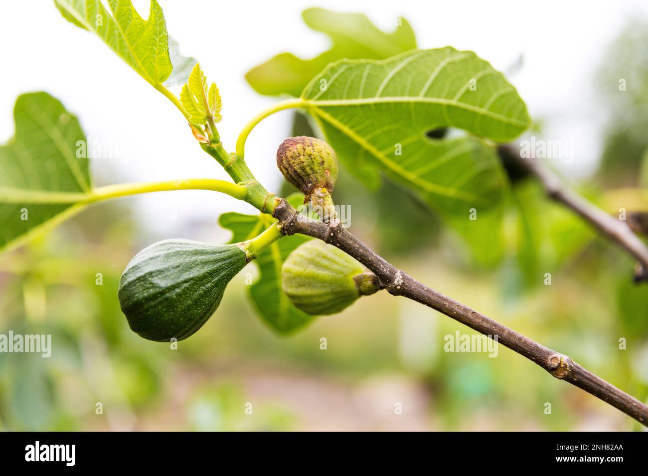 Fig flower tree disease. Dried small dark brown fig close to baby fresh ...