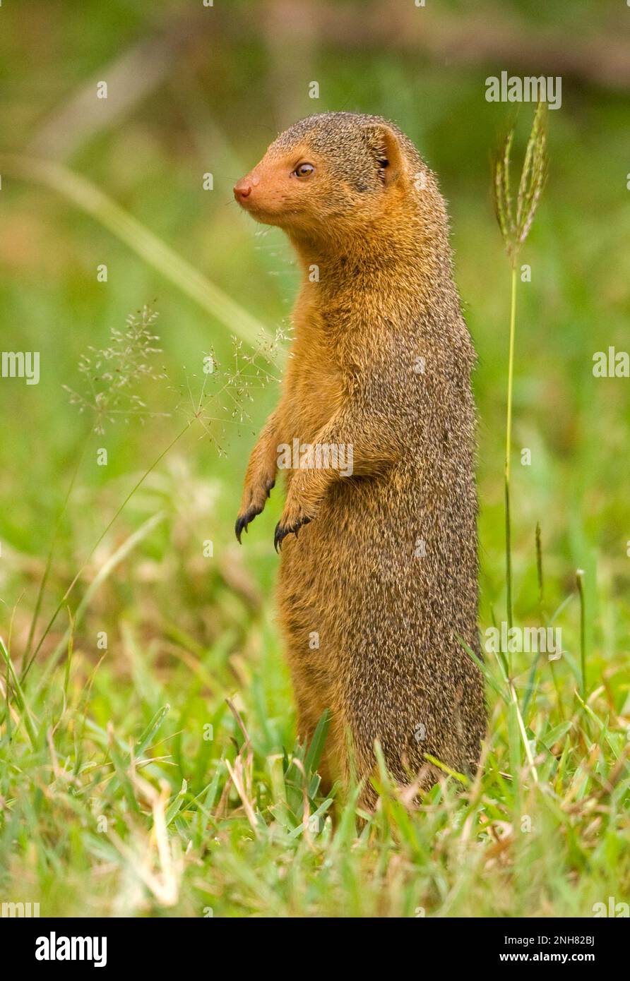 Alert dwarf mongoose (Helogale parvula) near a termite mound. This ...
