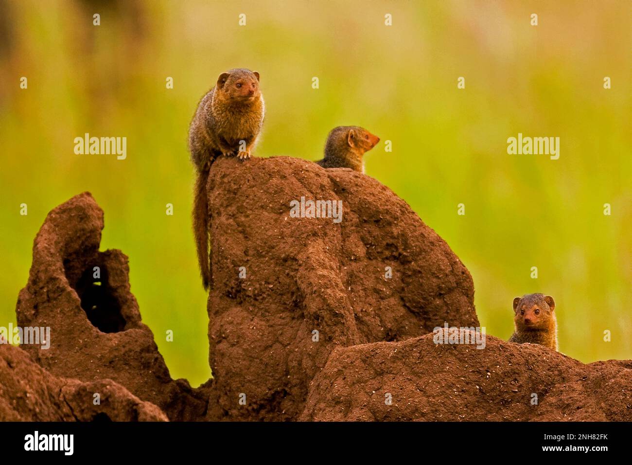 Mongoose living in termite mound hi-res stock photography and images ...