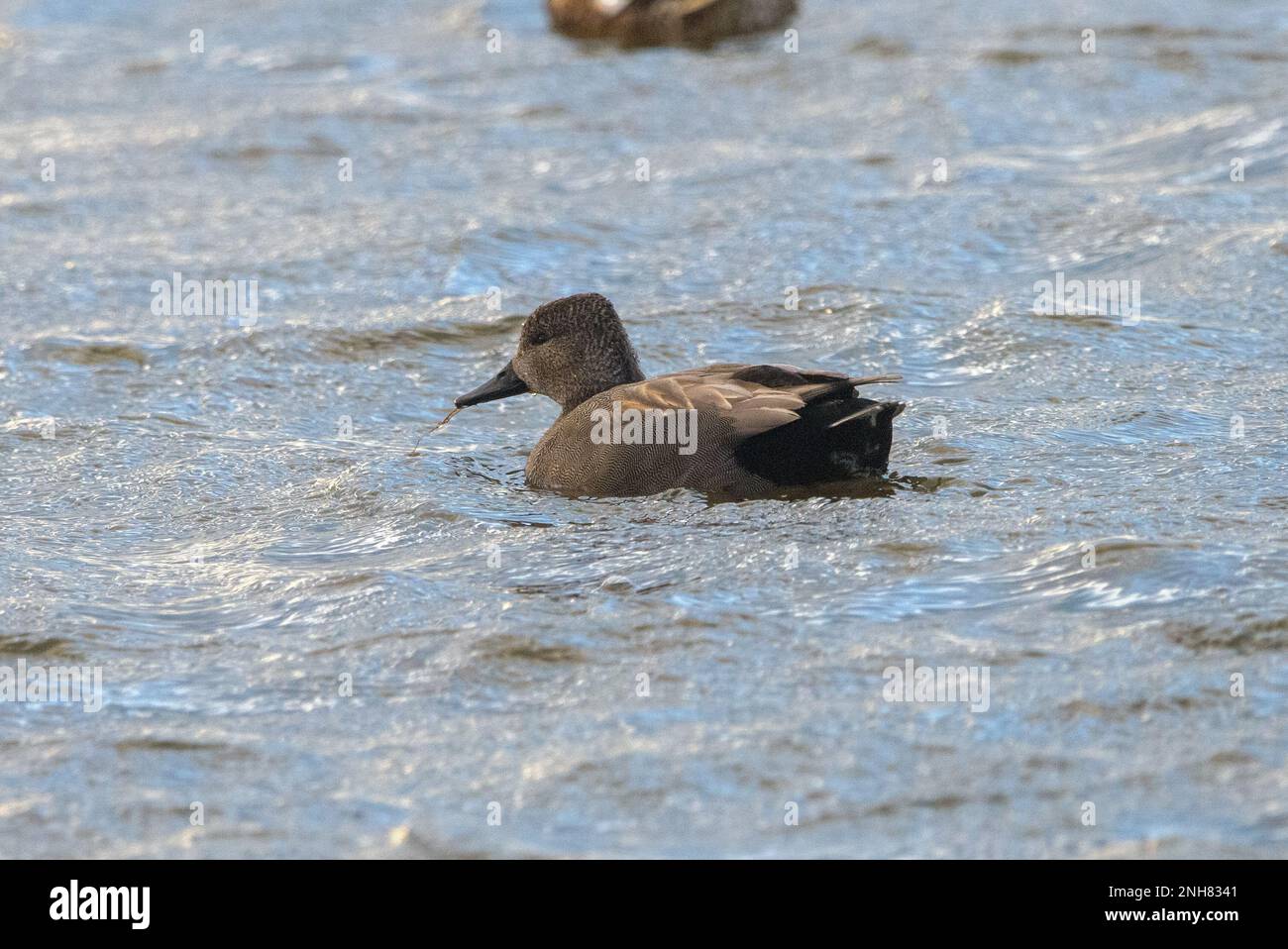 Gadwall feathers hi-res stock photography and images - Alamy