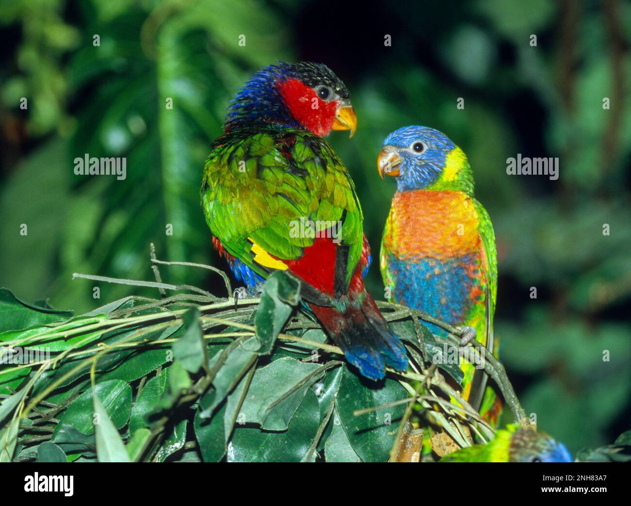 Lorius is a genus of lory in the parrot family Psittaculidae. The genus ...
