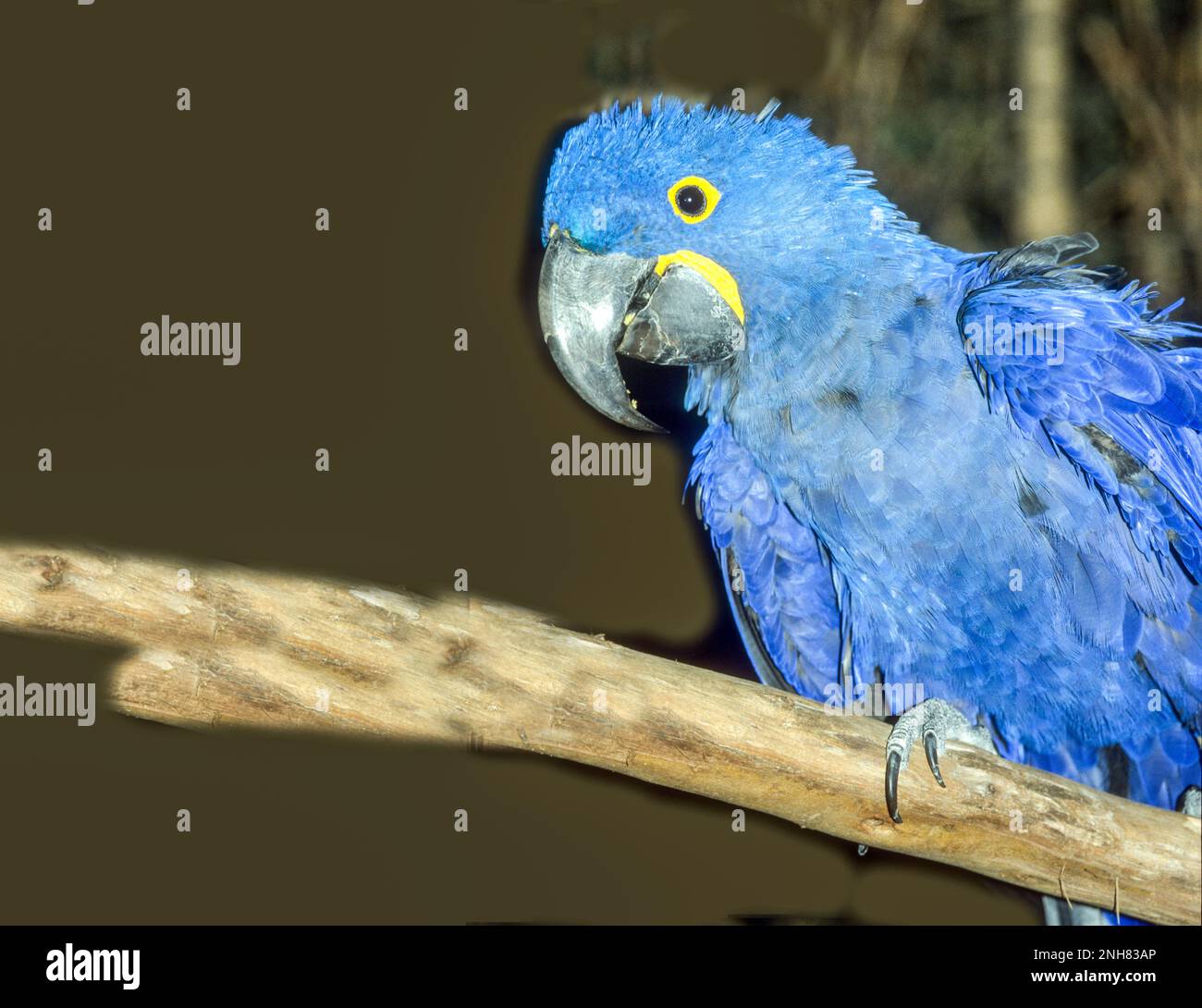 Hyacinth macaw (Anodorhynchus hyacinthinus) in a cage. This is the ...