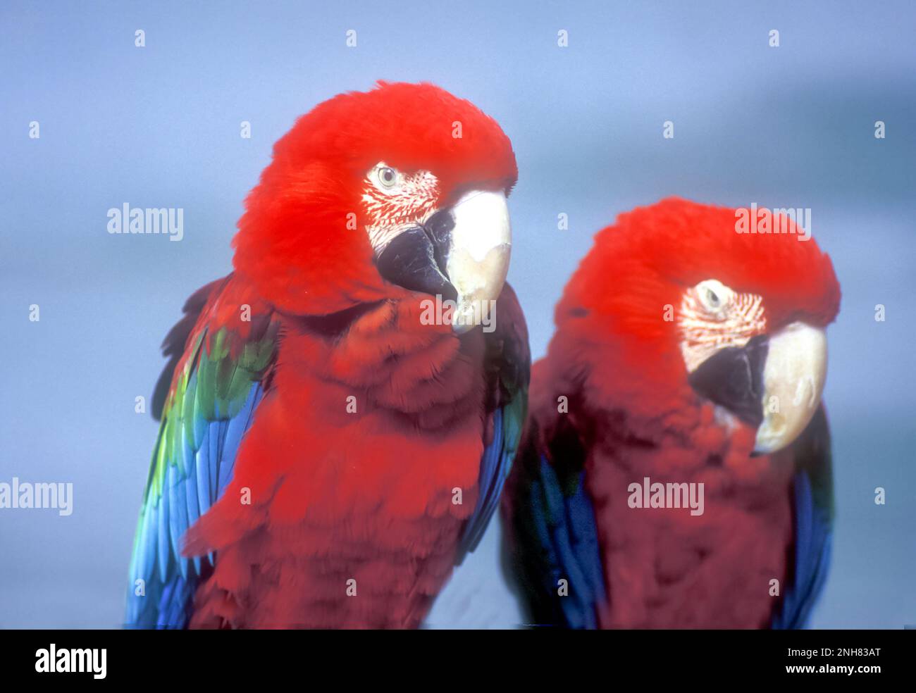 Red and green macaw (Ara chloropterus) in a tree. These large parrots ...