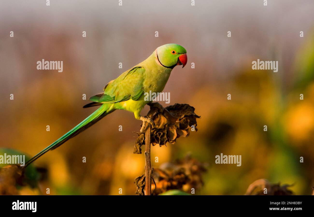 Rose-ringed Parakeet (Psittacula krameri), AKA the Ringnecked Parakeet ...