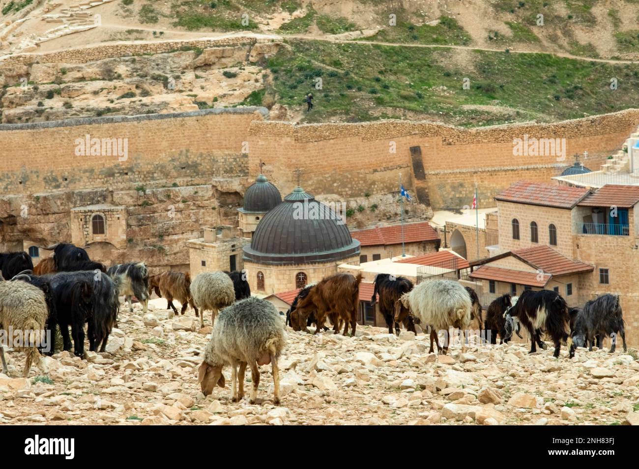 Bedouin shepherd and a herd of goats in the West Bank, Palestine at the ...
