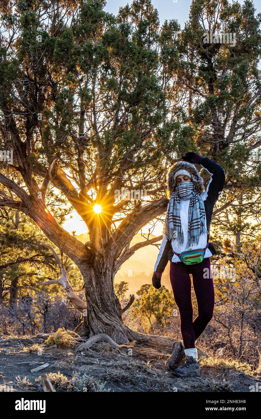 Hiking in a coniferous forest life zone, Zion National Park is an ...