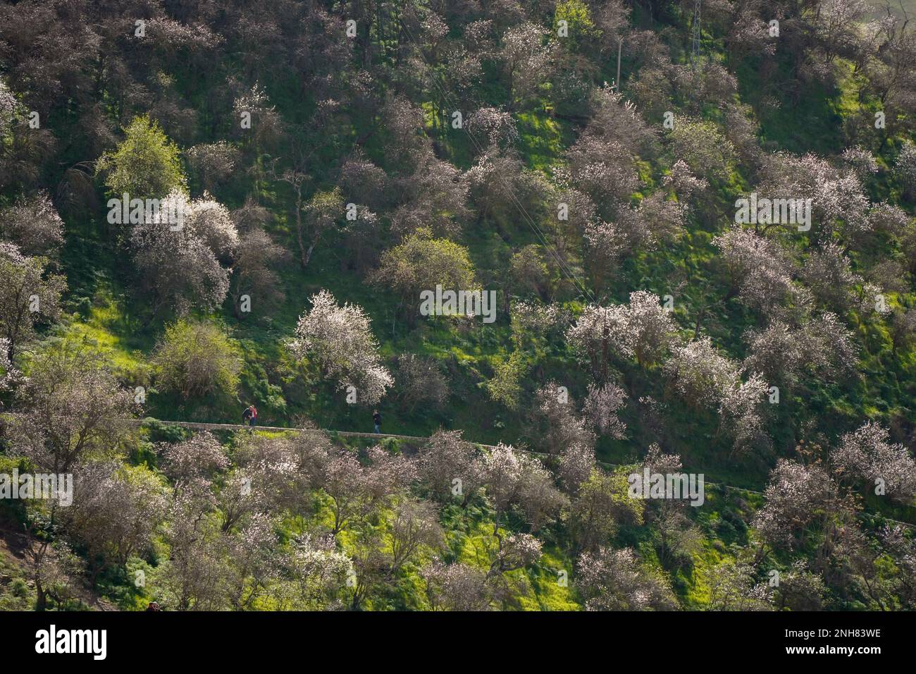 Sweet almond blossom trees, Prunus dulcis, flowering, near Ronda, Spain ...