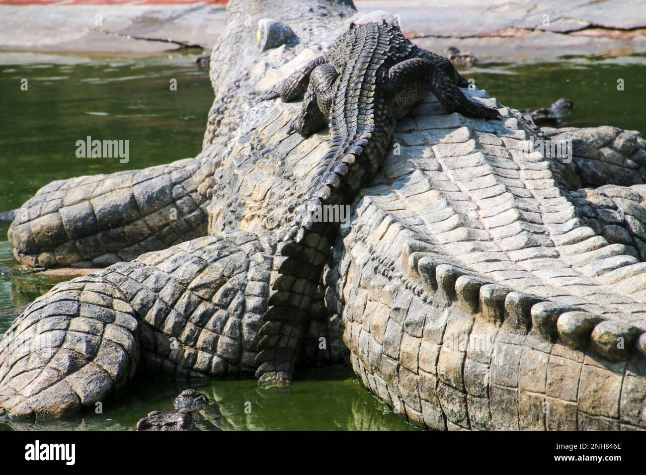 Crocodile Farm in Chau Doc, Vietnam Stock Photo - Alamy