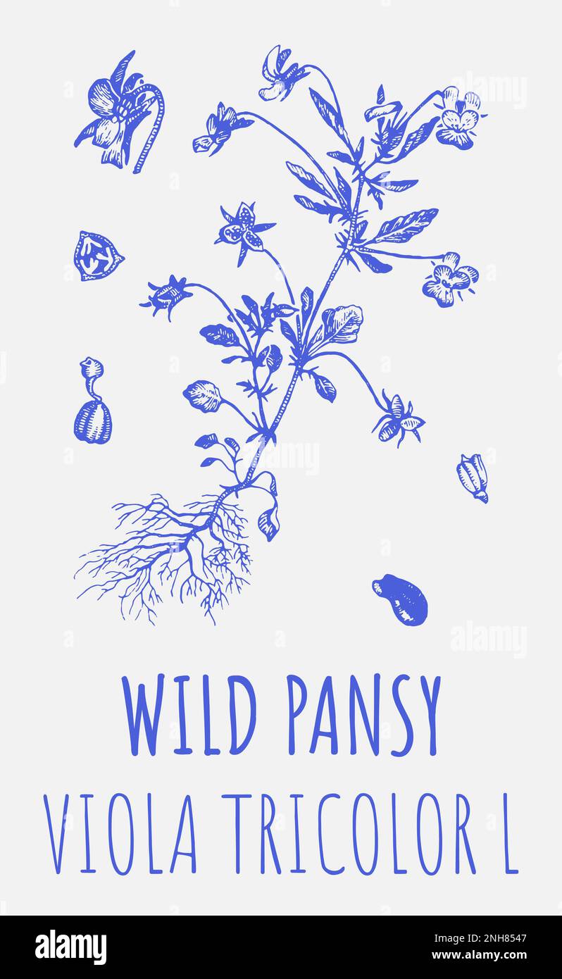 Drawings of Wild Pansy. Hand drawn illustration. Latin name VIOLA ...