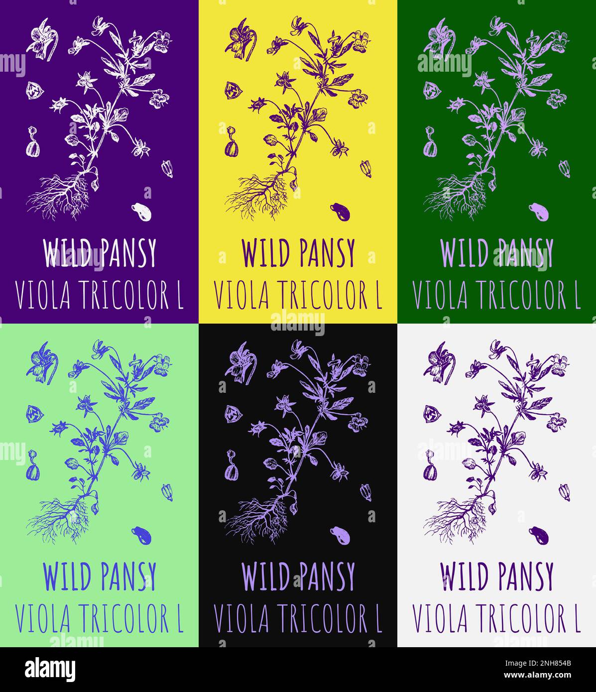 Set of drawings Wild Pansy in different colors. Hand drawn illustration ...